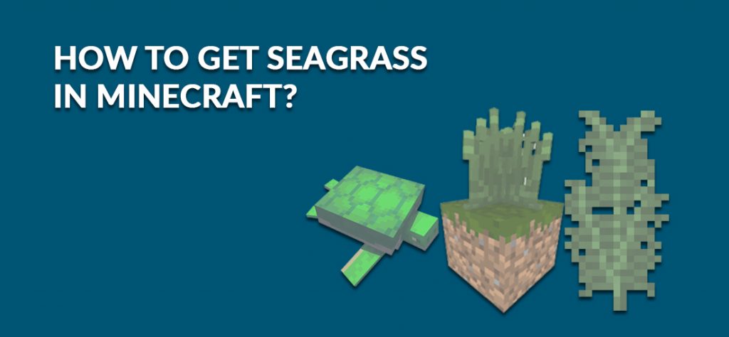 How to get seagrass in Minecraft? How to find turtles in Minecraft?